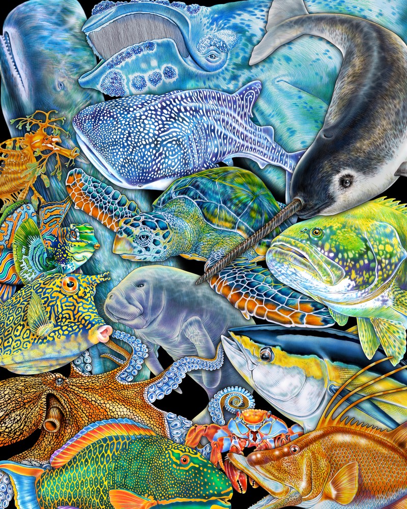 Sea Life Collage by Tim Jeffs Art | Artwork on VSUAL